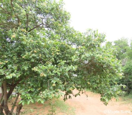 Grewia microthyrsa | PlantZAfrica